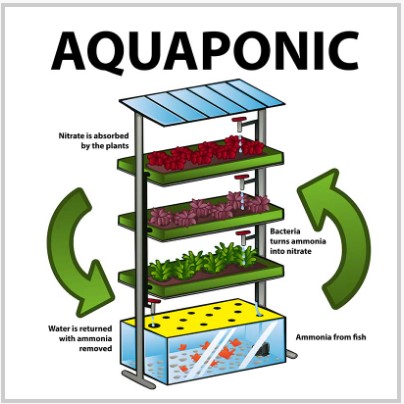 Indoor Aquaponics Systems – My Indoor Grow Systems
