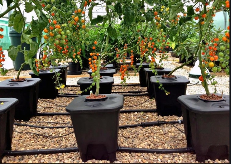 Deep Water Culture Systems – My Indoor Grow Systems