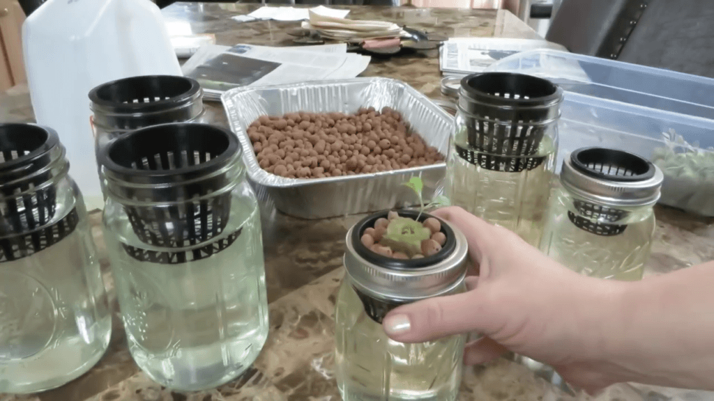 What is the Kratky Method of Hydroponics? – My Indoor Grow Systems