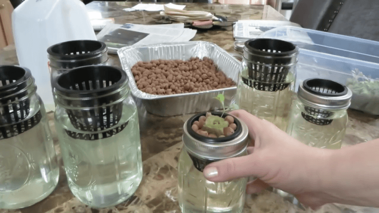 What is the Kratky Method of Hydroponics? – My Indoor Grow Systems