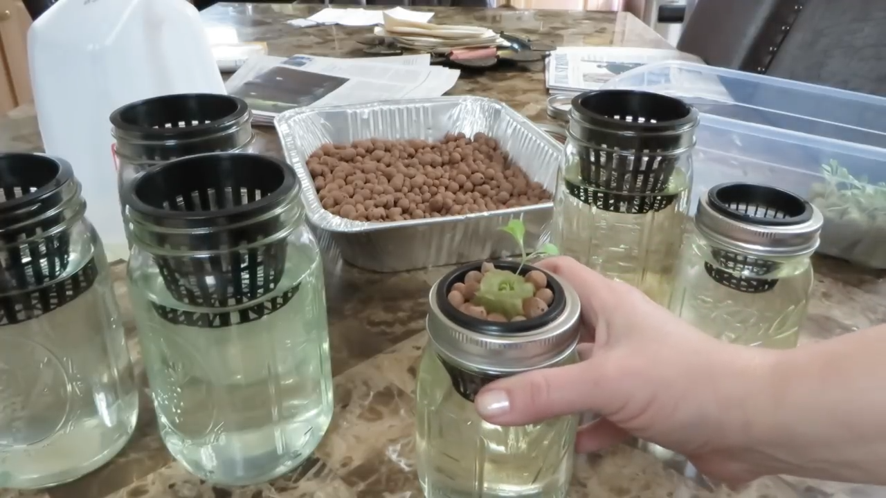 What is the Kratky Method of Hydroponics? – My Indoor Grow Systems