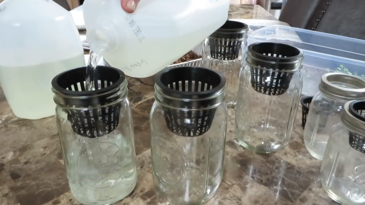 What is the Kratky Method of Hydroponics? – My Indoor Grow Systems