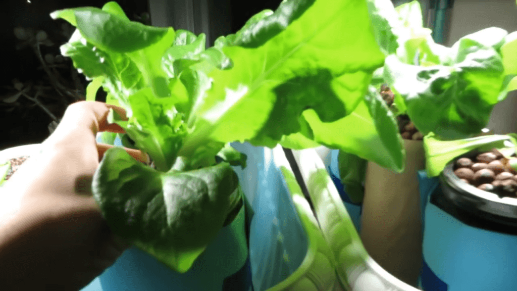 What is the Kratky Method of Hydroponics? – My Indoor Grow Systems