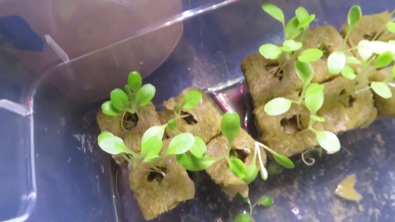 What is the Kratky Method of Hydroponics? – My Indoor Grow Systems