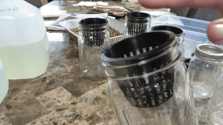 What is the Kratky Method of Hydroponics? – My Indoor Grow Systems