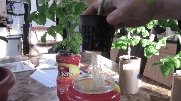 What is the Kratky Method of Hydroponics? – My Indoor Grow Systems