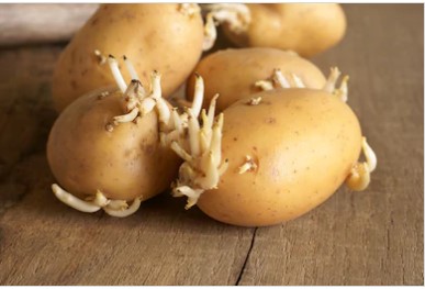 How to Grow Root Vegetables Indoors – My Indoor Grow Systems